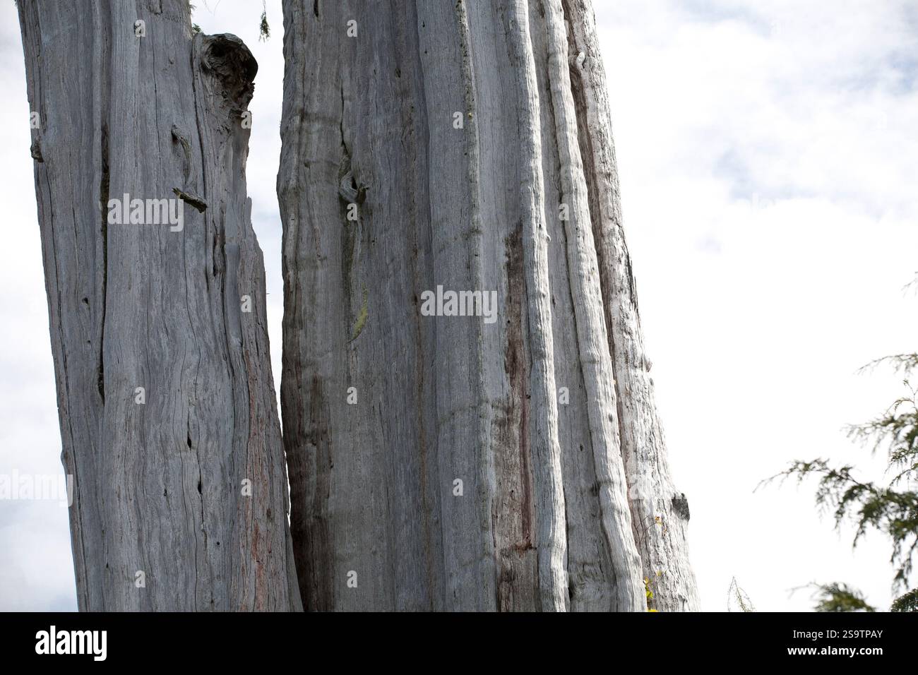 The Duncan tree, the worlds largest Red cedar tree Stock Photo - Alamy