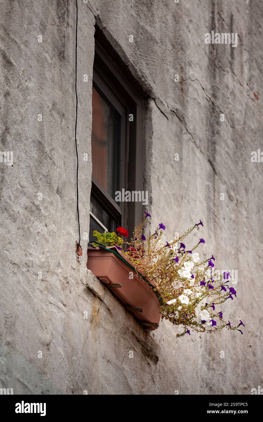 A colorful array of flowers, including purple and red blooms, spills ...