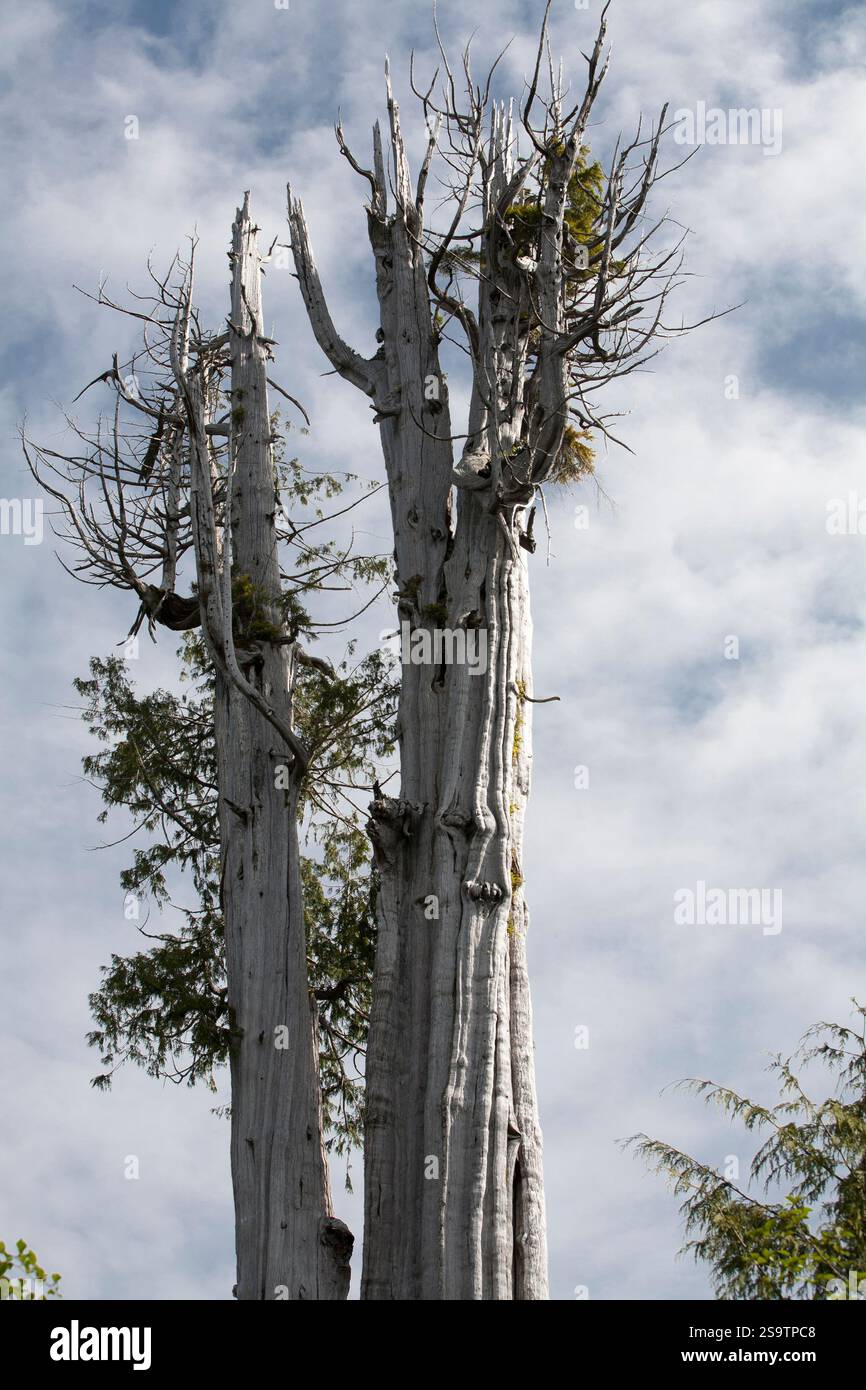 The Duncan tree, the worlds largest Red cedar tree Stock Photo - Alamy