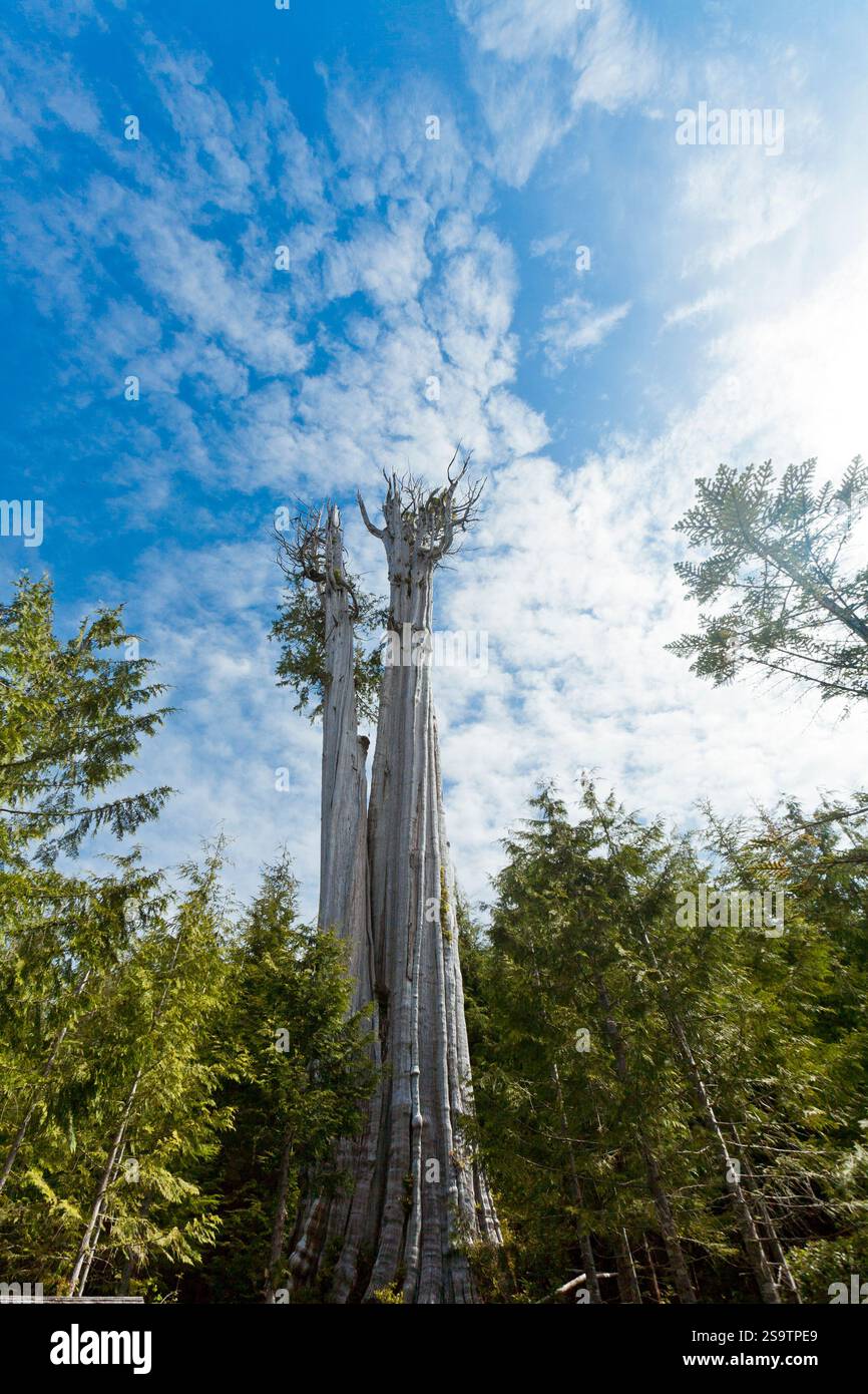 The Duncan tree, the worlds largest Red cedar tree Stock Photo - Alamy