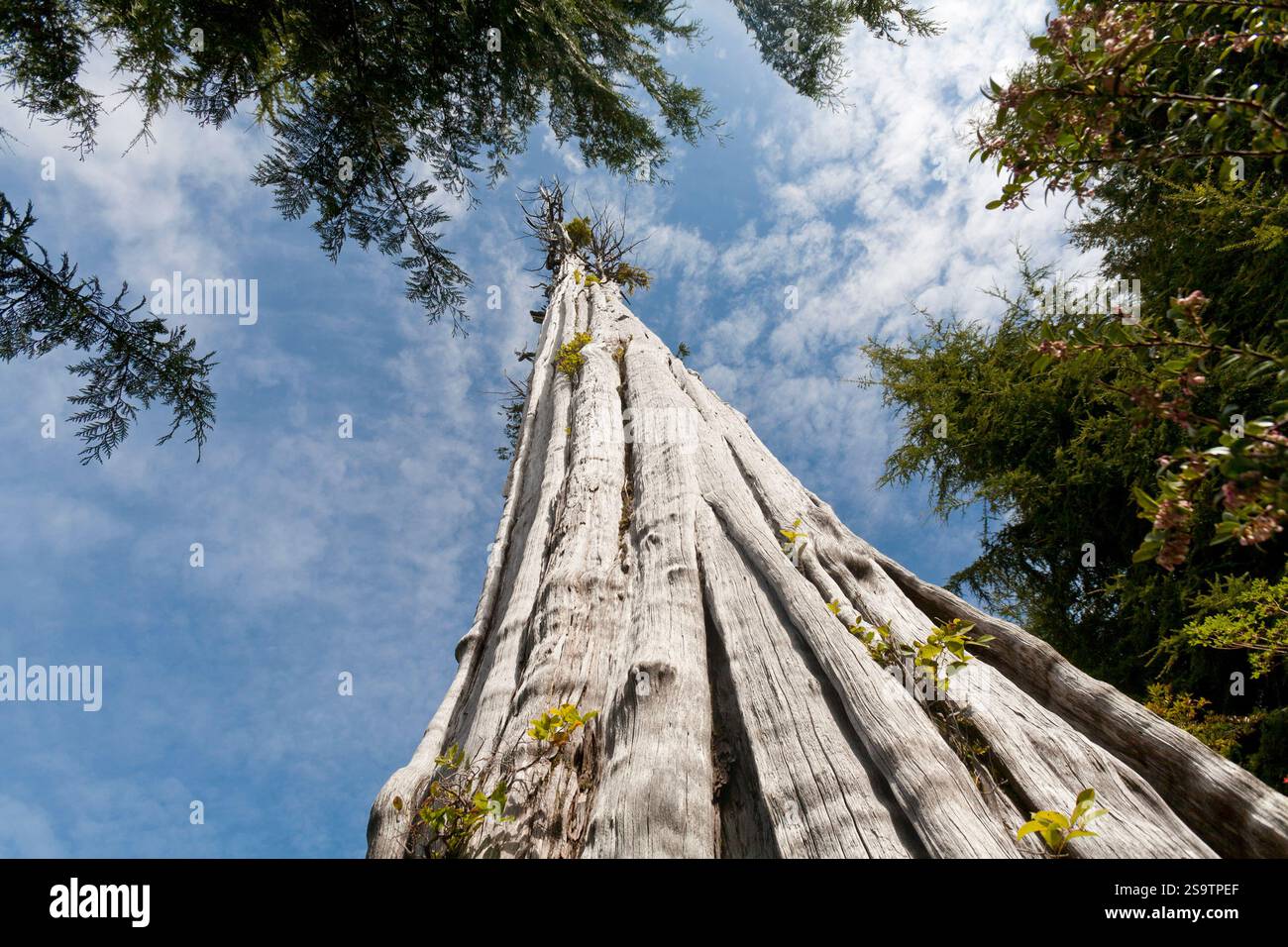The Duncan tree, the worlds largest Red cedar tree Stock Photo - Alamy