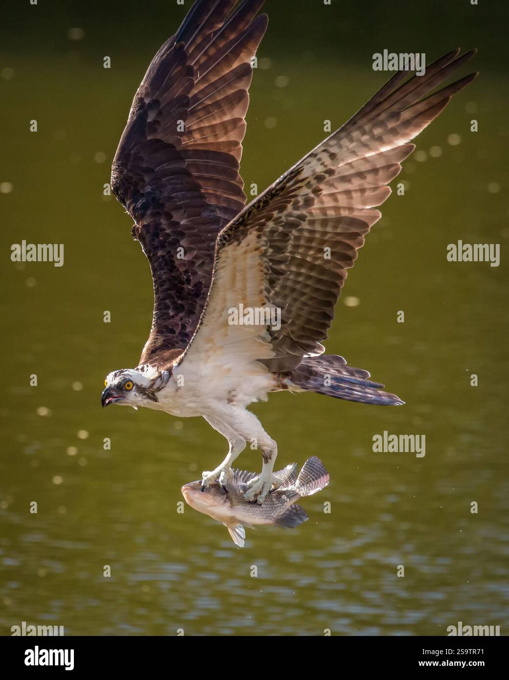 Osprey flying high seeking next meal Stock Photo - Alamy