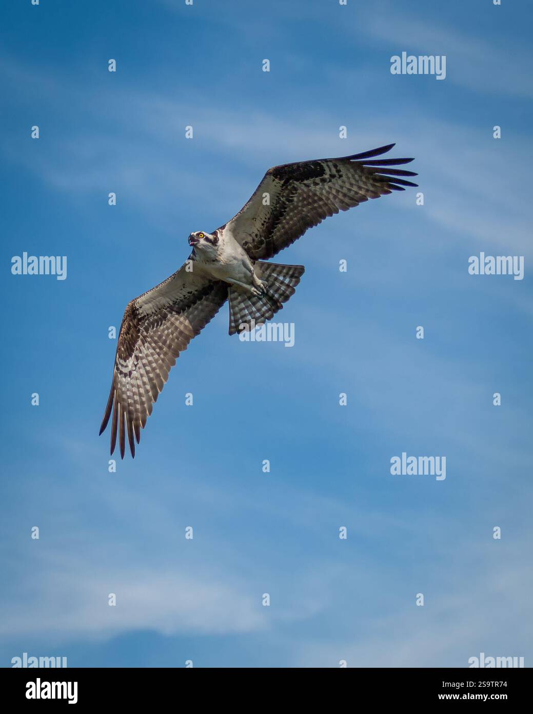 Osprey flying high seeking next meal Stock Photo - Alamy