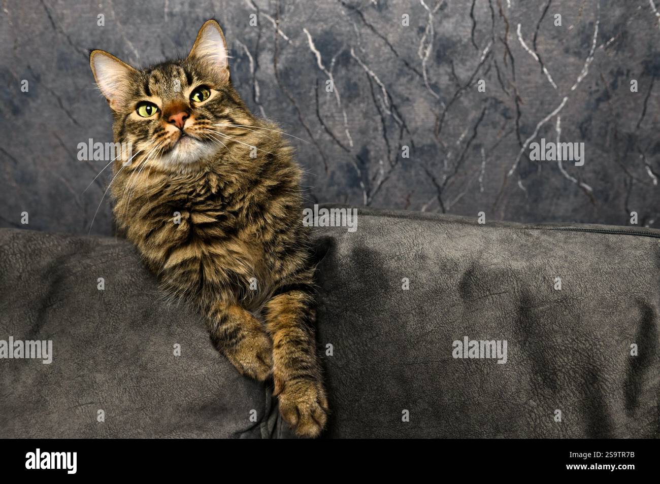 Portrait of a Cat with Green Eyes and Long Whiskers in Dramatic ...