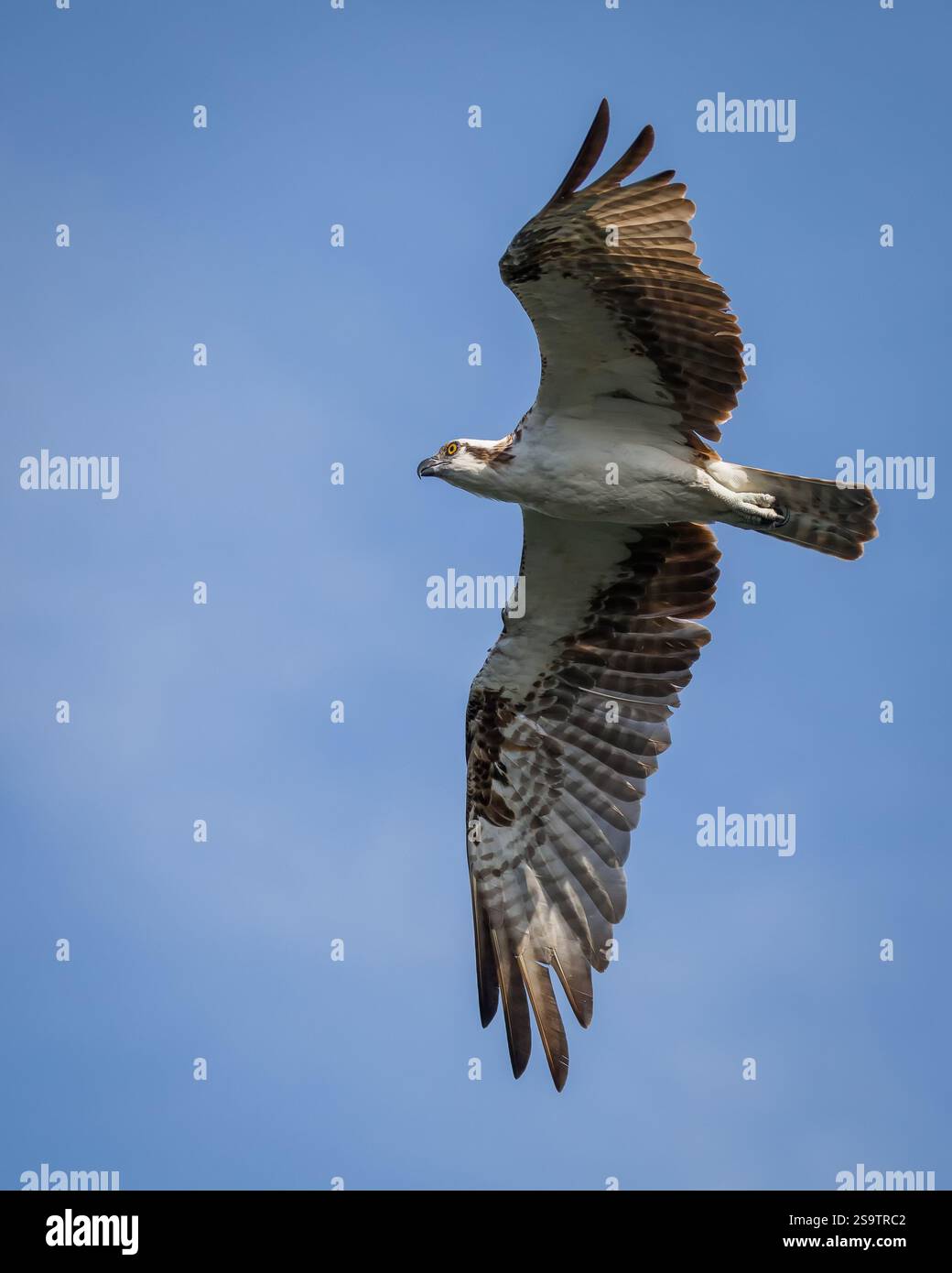 Osprey flying high seeking next meal Stock Photo - Alamy
