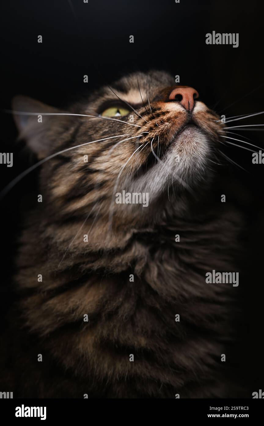 Portrait of a Cat with Green Eyes and Long Whiskers in Dramatic ...