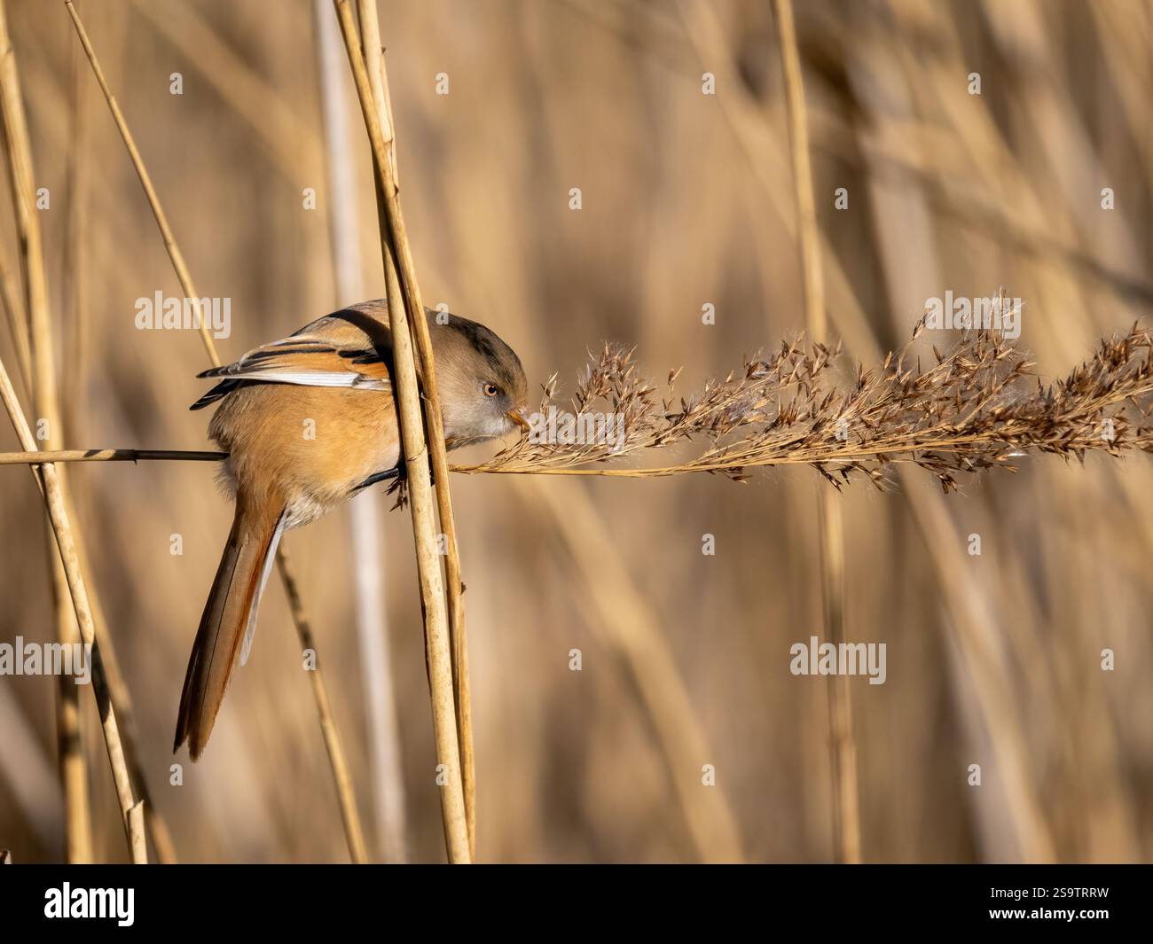 Acrobatic silky hi-res stock photography and images - Alamy