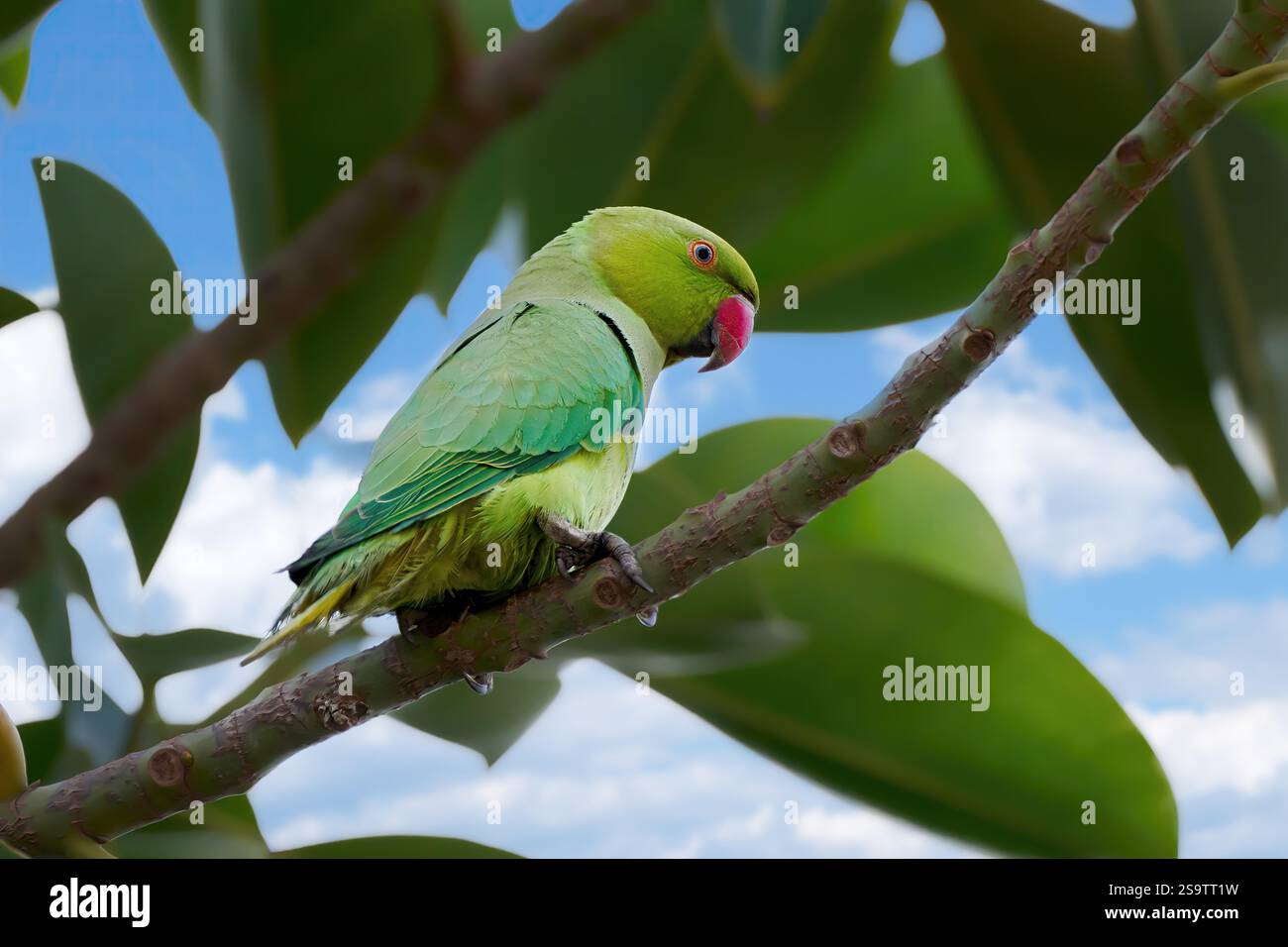 Rose-ringed parakeet (Psittacula krameri) female sitting on a branch in ...