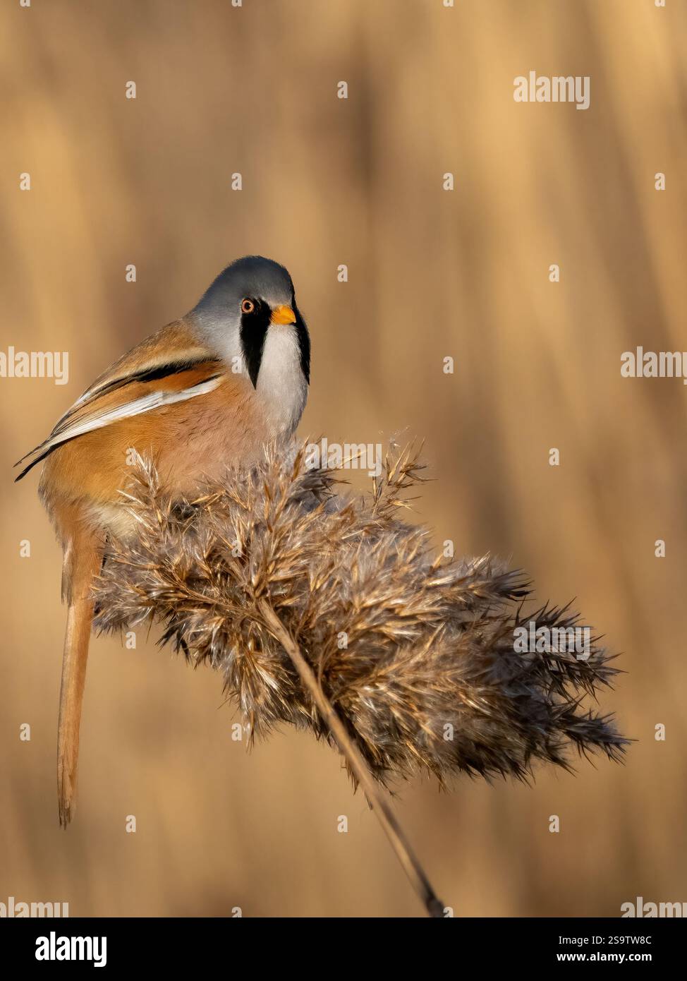 Bearded reedlings hi-res stock photography and images - Alamy