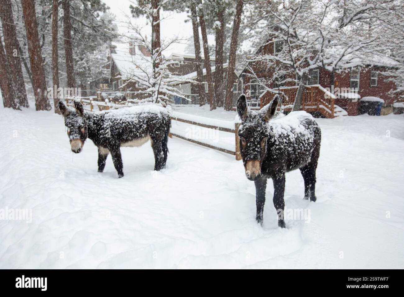 Los Angeles, California, USA. 27th Jan, 2025. Burros wandering up ...