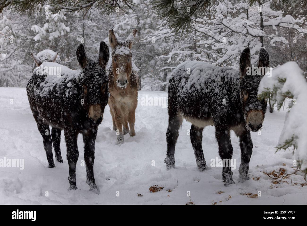 Los Angeles, California, USA. 27th Jan, 2025. Burros wandering up ...