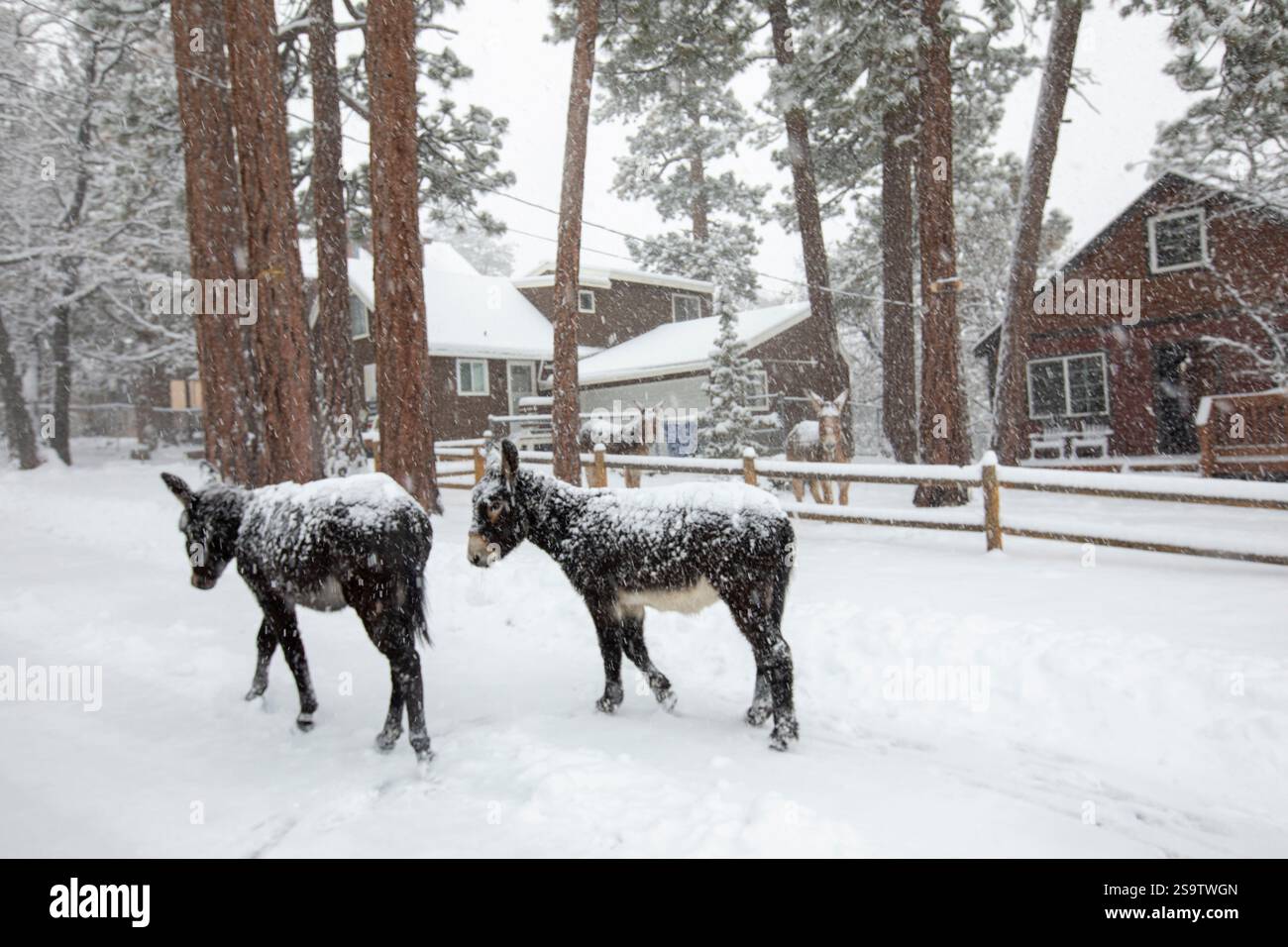 Los Angeles, California, USA. 27th Jan, 2025. Burros wandering up ...