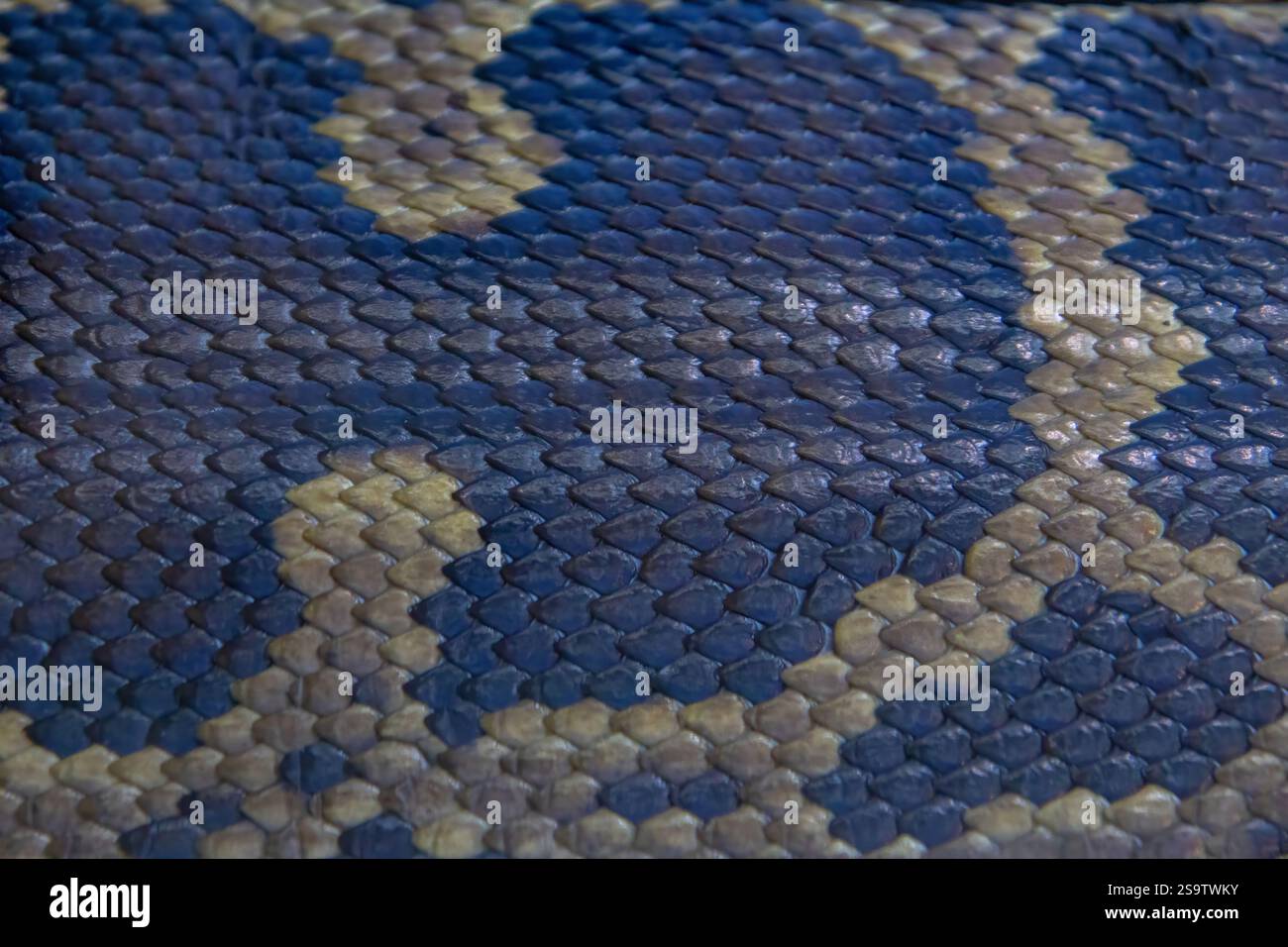 snake skin background. real snake. Detail of a real skin of a snake ...