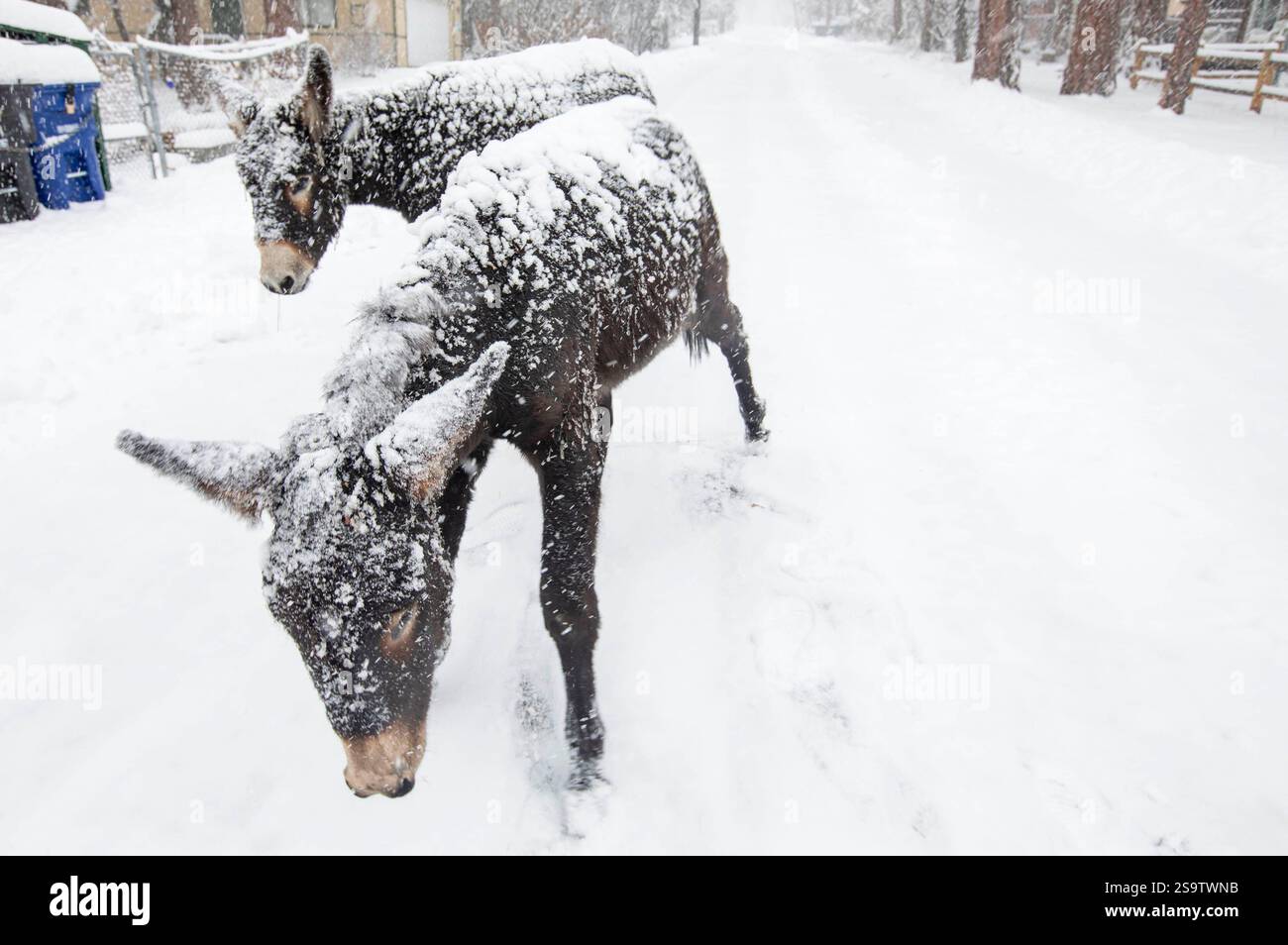 Los Angeles, California, USA. 27th Jan, 2025. Burros wandering up ...