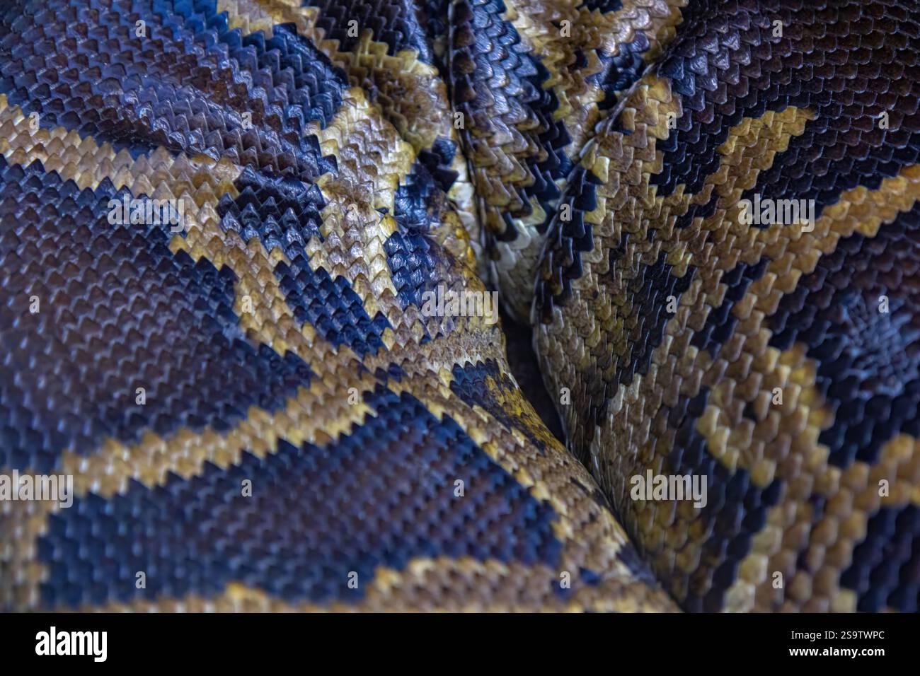 snake skin background. real snake. Detail of a real skin of a snake ...