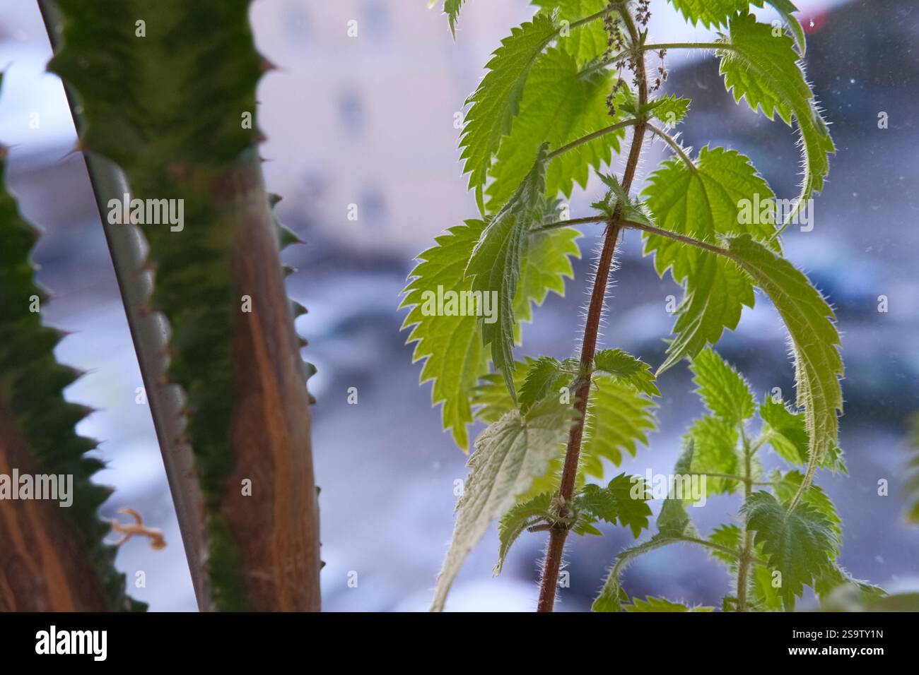 Common nettle plant (Urtica dioica) growing in flower pot inside the ...