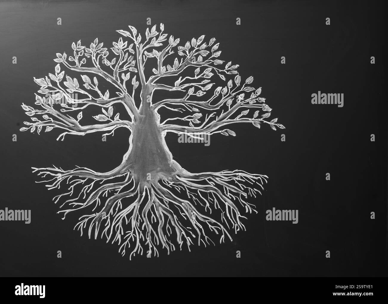 Black and white drawing of tree with roots and branches Black and White ...
