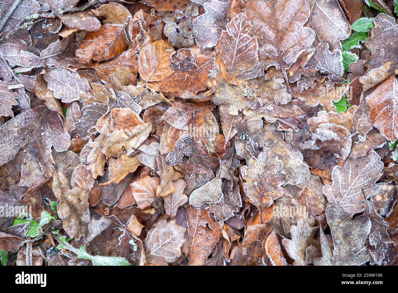 detail background of foliage in hoar frost as symbol for season winter ...