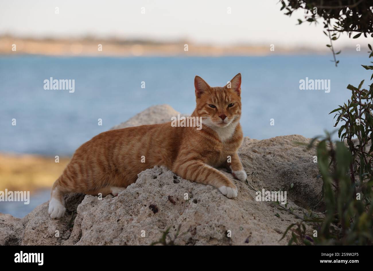 A ginger cat sits above a beach in Paphos, Cyprus. Oct 2024 Stock Photo ...