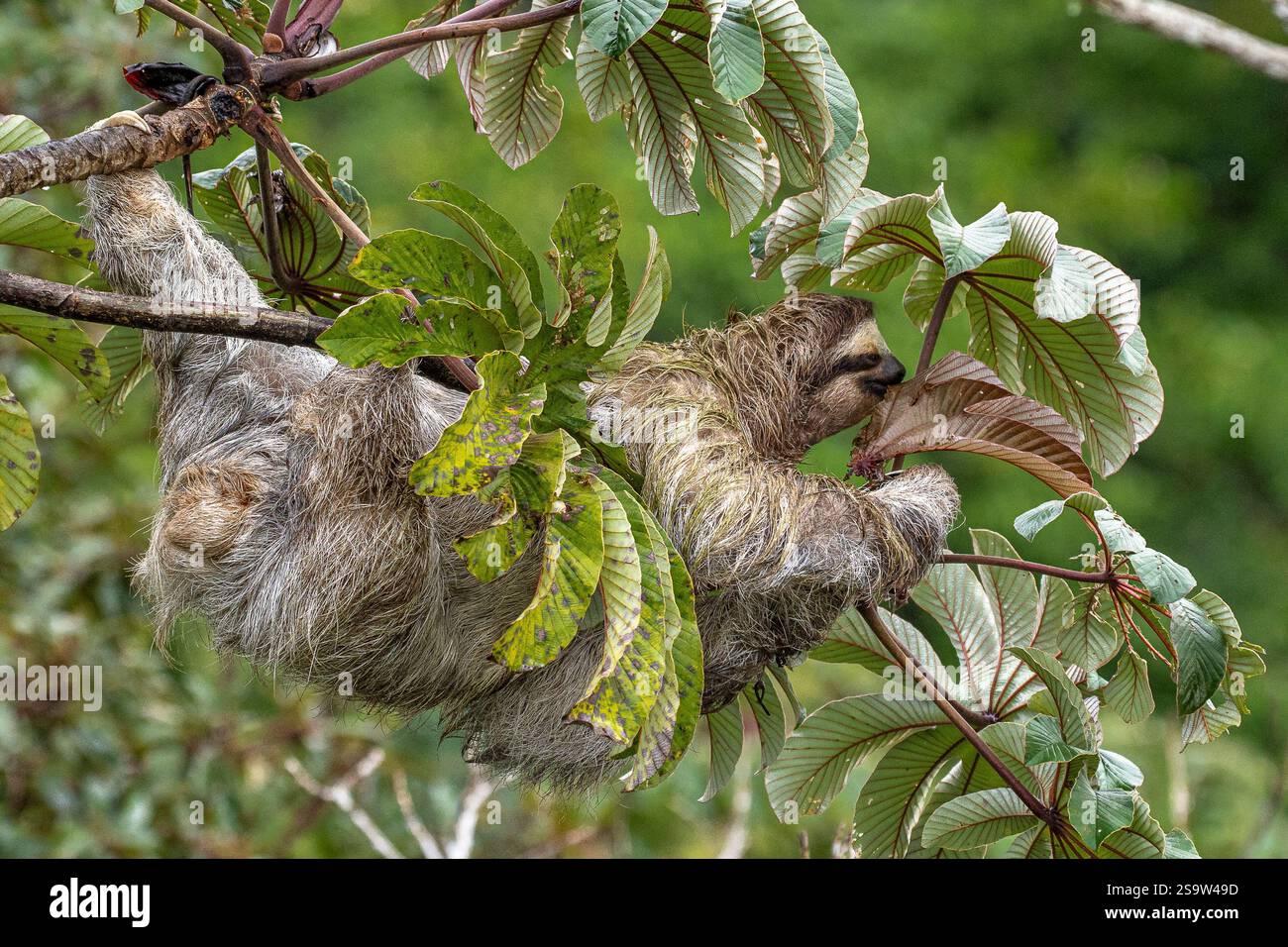 Brown throated 3 toed sloth Stock Photo - Alamy
