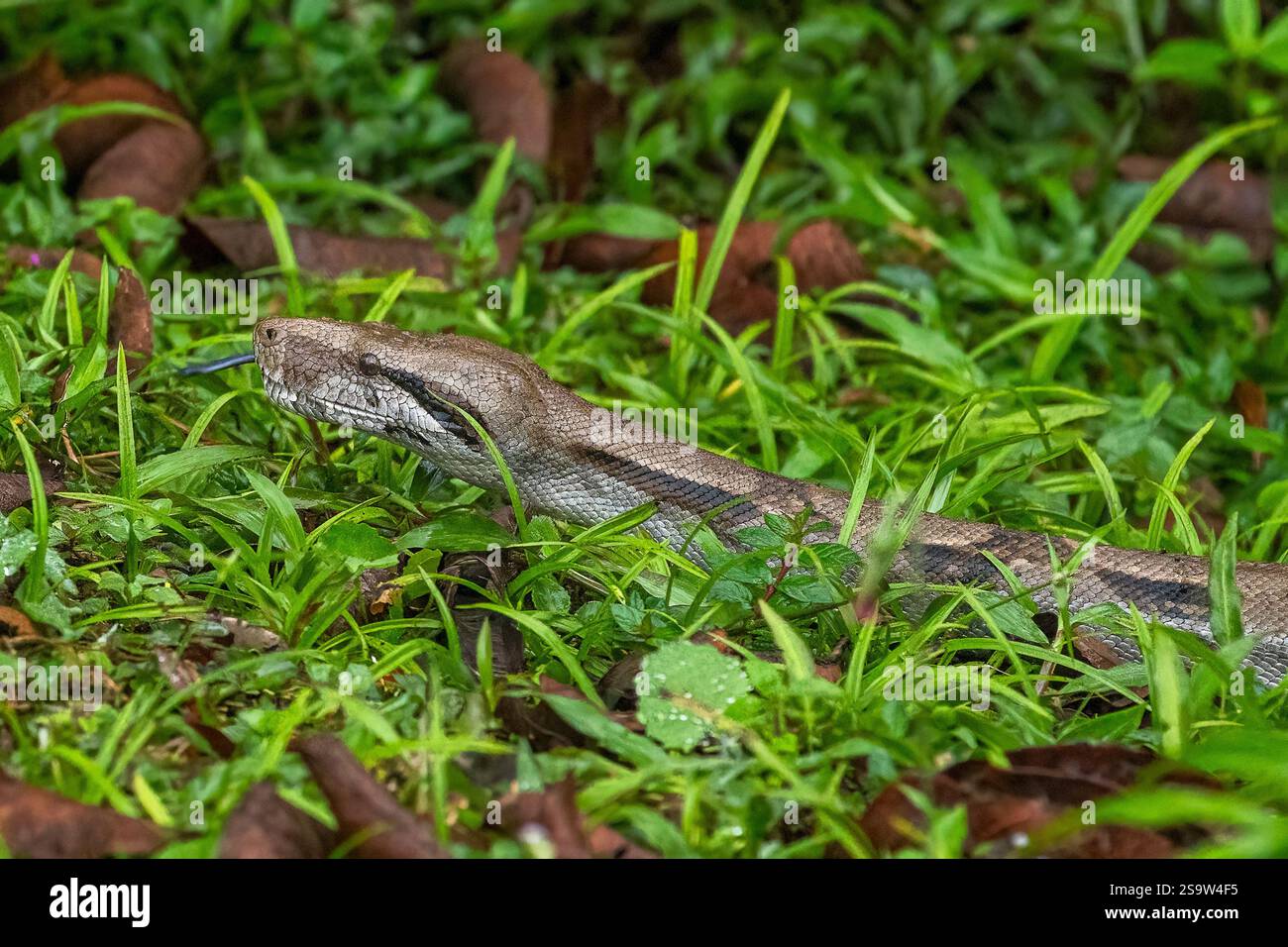 Anaconda snake boa constrictor hi-res stock photography and images - Alamy