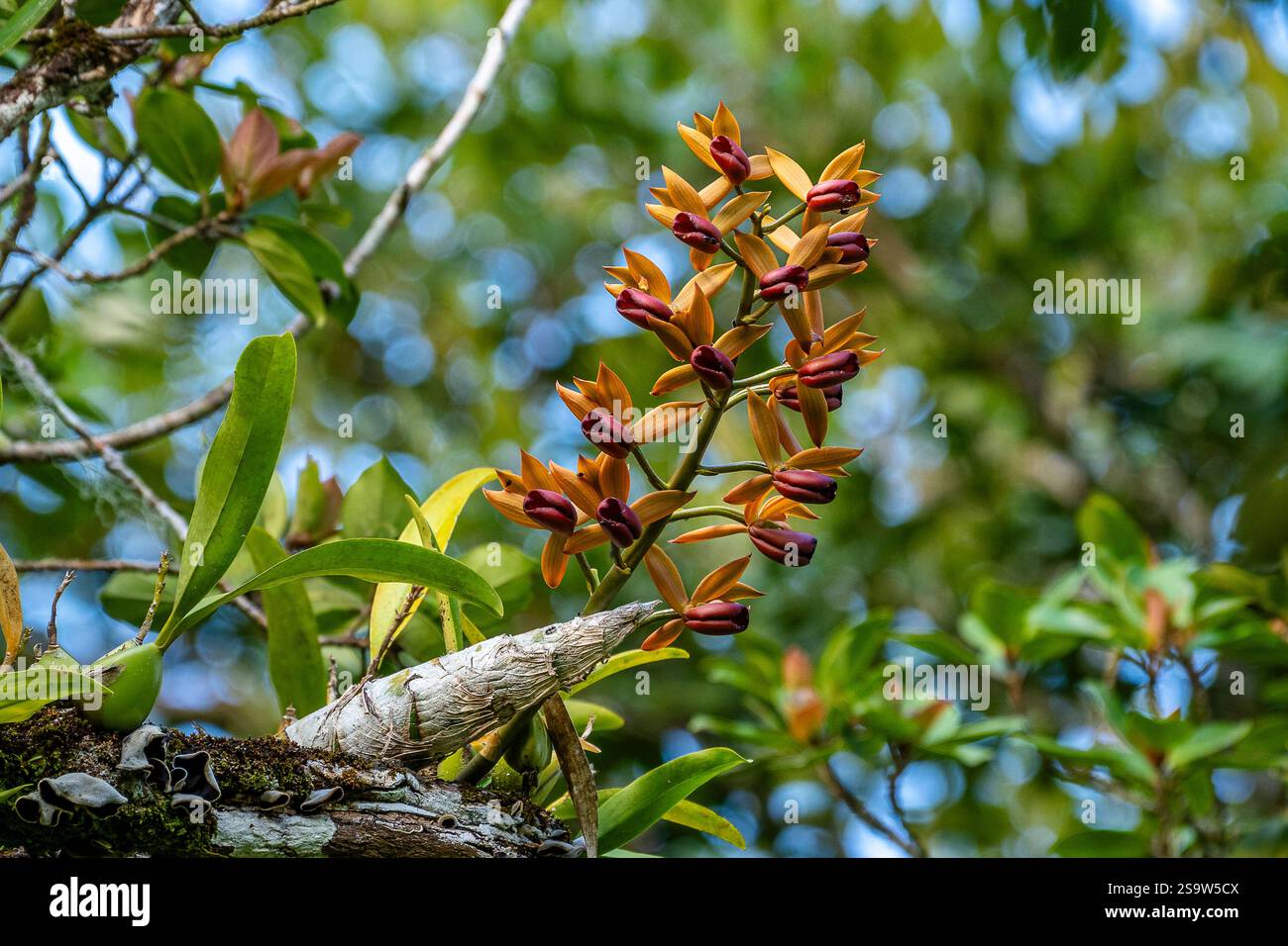 Blossom panama hi-res stock photography and images - Alamy