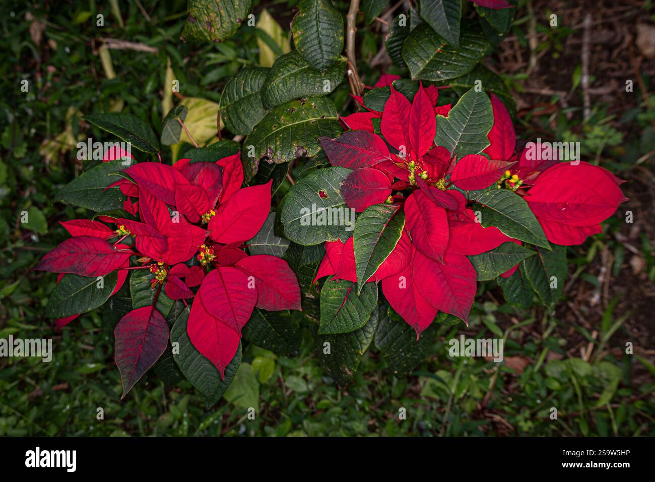 Beautiful red flower poinsettia hi-res stock photography and images - Alamy