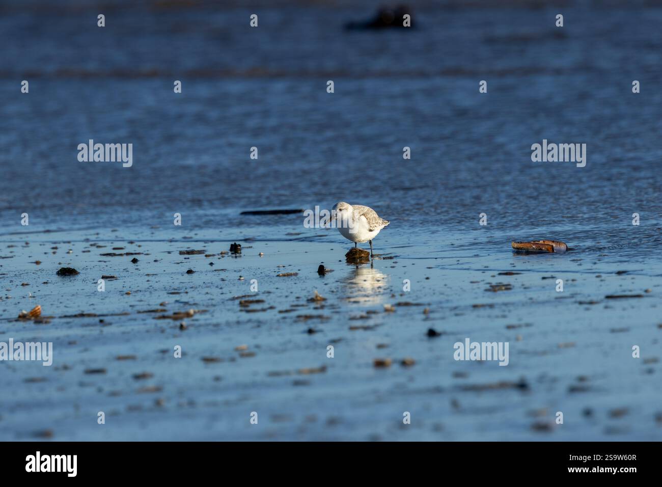 The sanderling, a small shorebird feeding on invertebrates, was ...