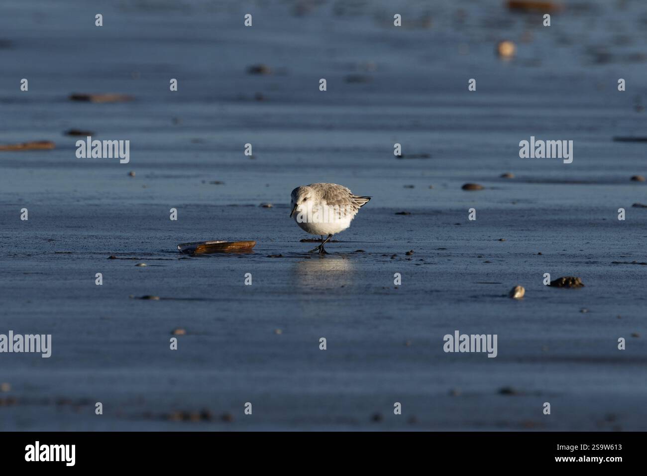 The sanderling, a small shorebird feeding on invertebrates, was ...