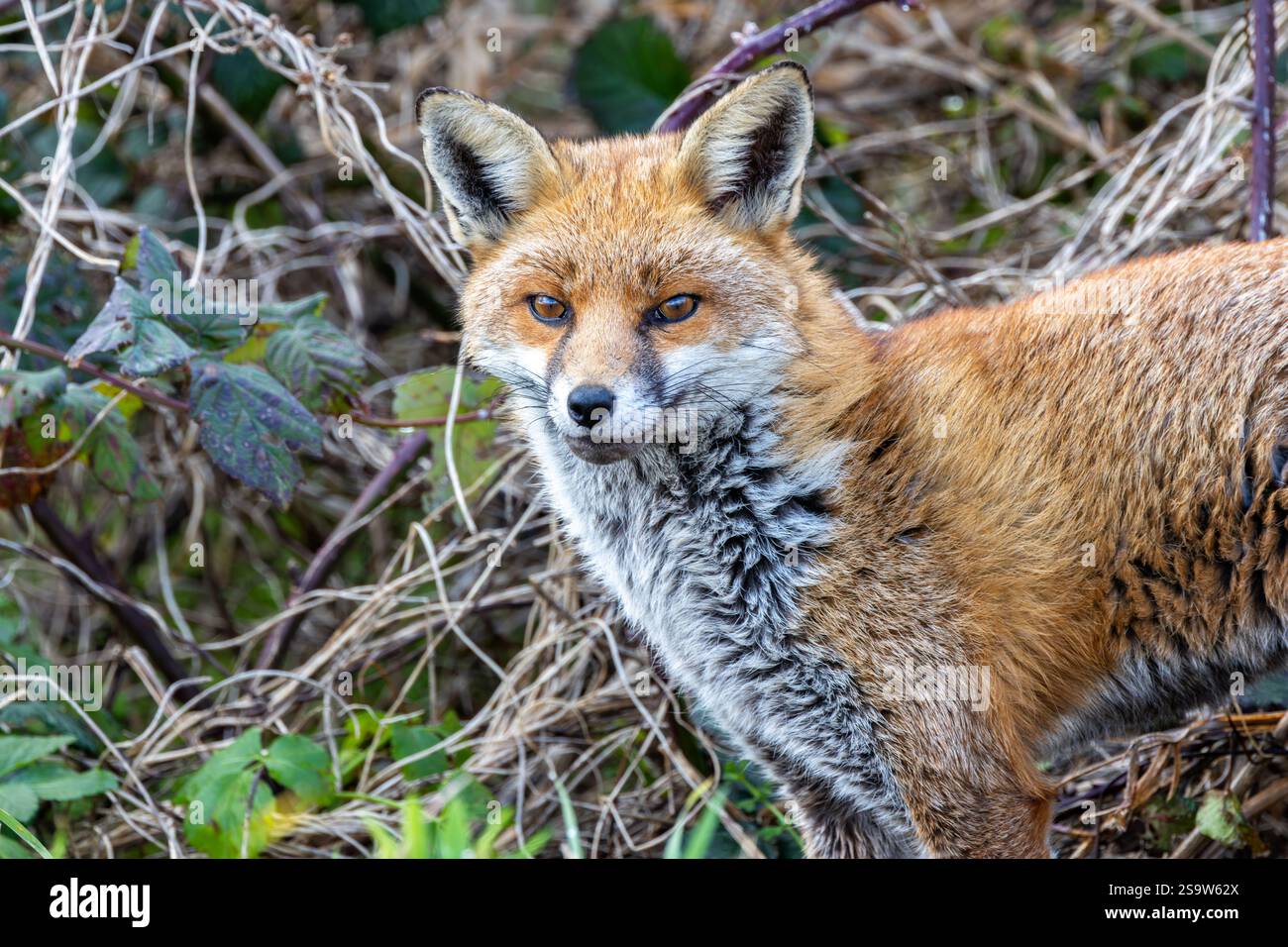 The red fox, an omnivore eating small mammals, fruits, and insects, was ...