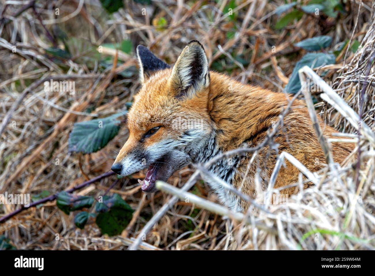 The red fox, an omnivore eating small mammals, fruits, and insects, was ...