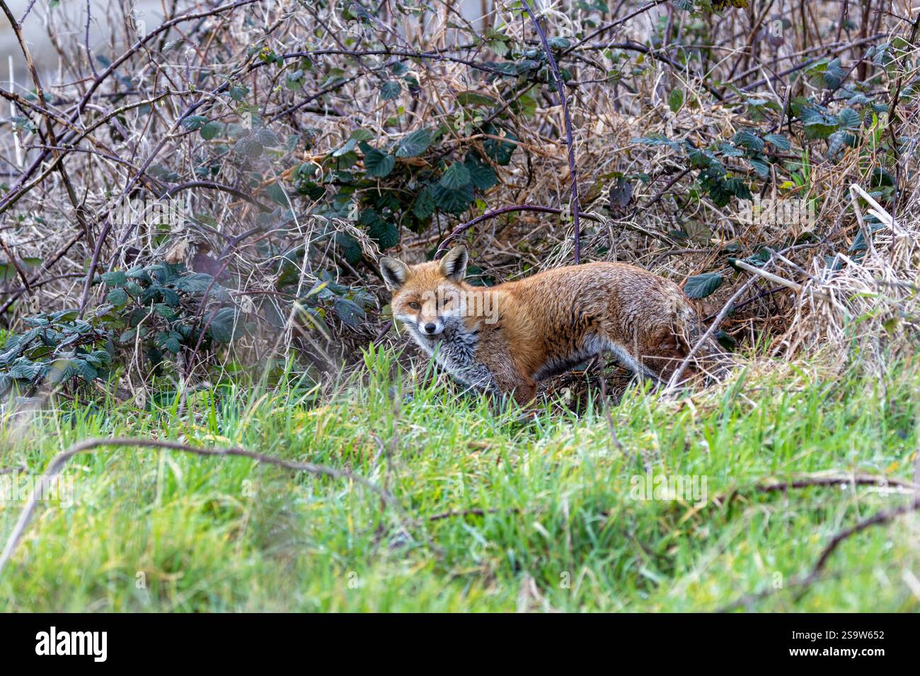The red fox, an omnivore eating small mammals, fruits, and insects, was ...