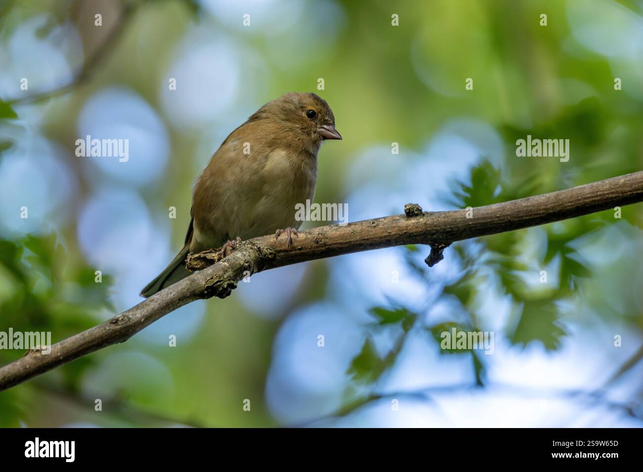 The female chaffinch, a seed and insect feeder, was photographed on ...