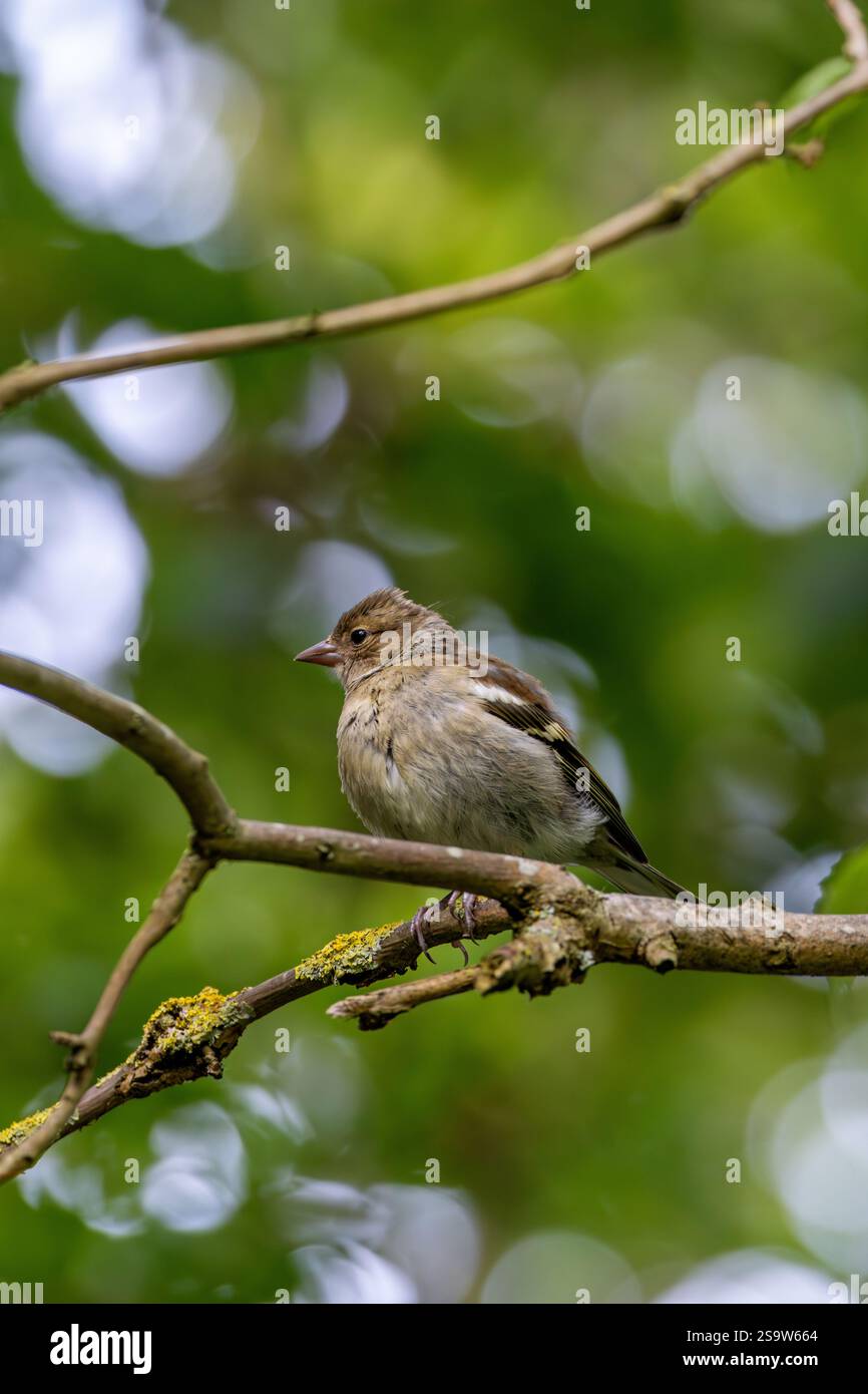 The female chaffinch, a seed and insect feeder, was photographed on ...