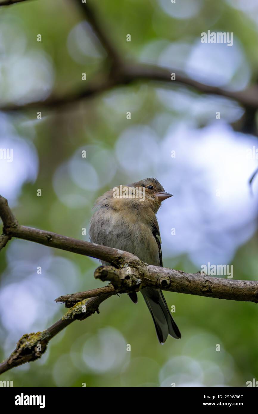 The female chaffinch, a seed and insect feeder, was photographed on ...