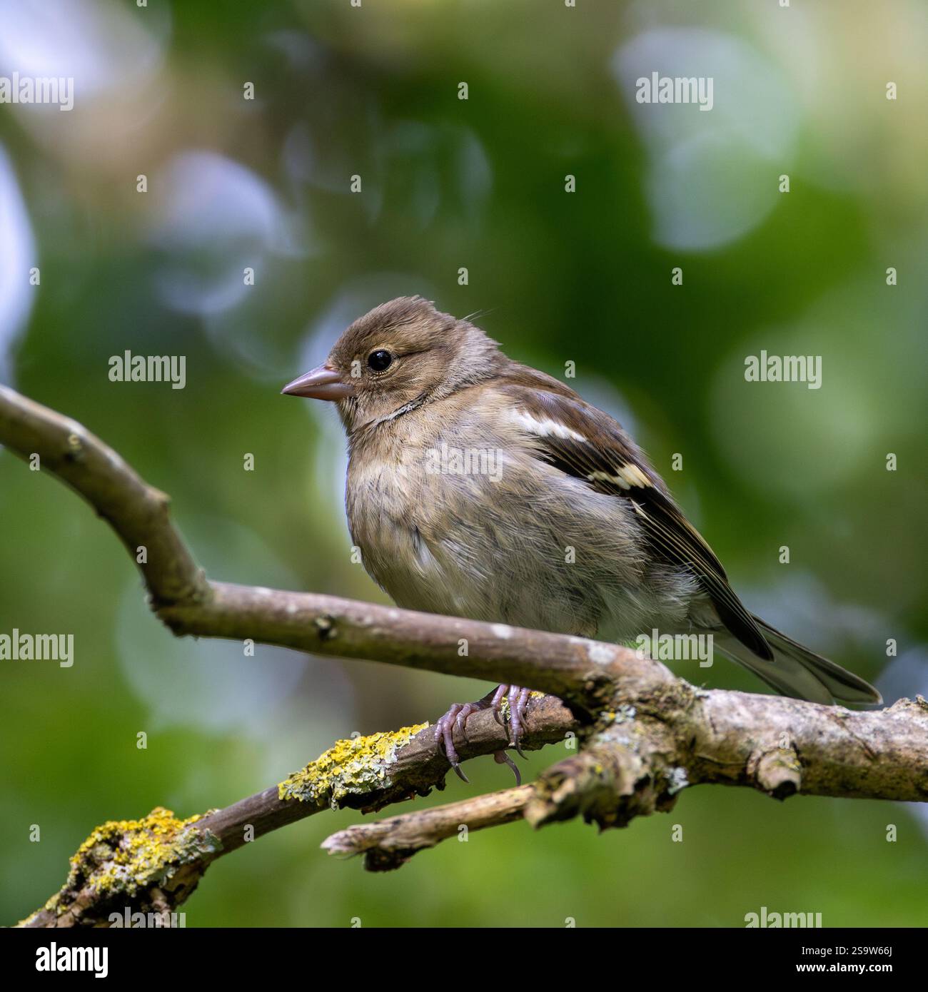 The female chaffinch, a seed and insect feeder, was photographed on ...