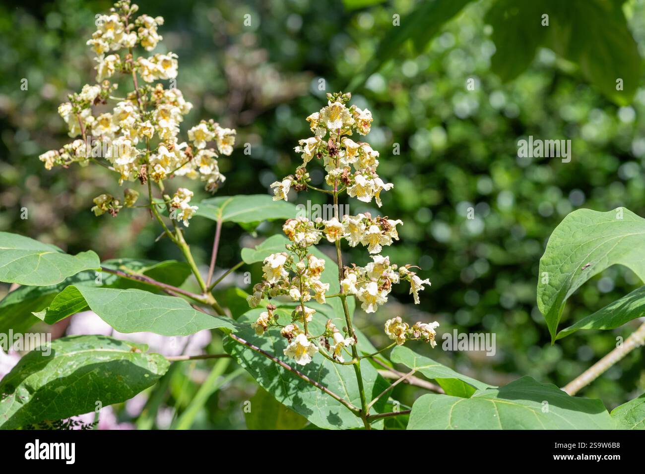 Close up of yellow catalpa (catalpa ovata) flowers in bloom Stock Photo ...