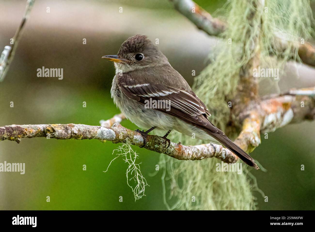 Eastern Wood Pewee perched Stock Photo - Alamy