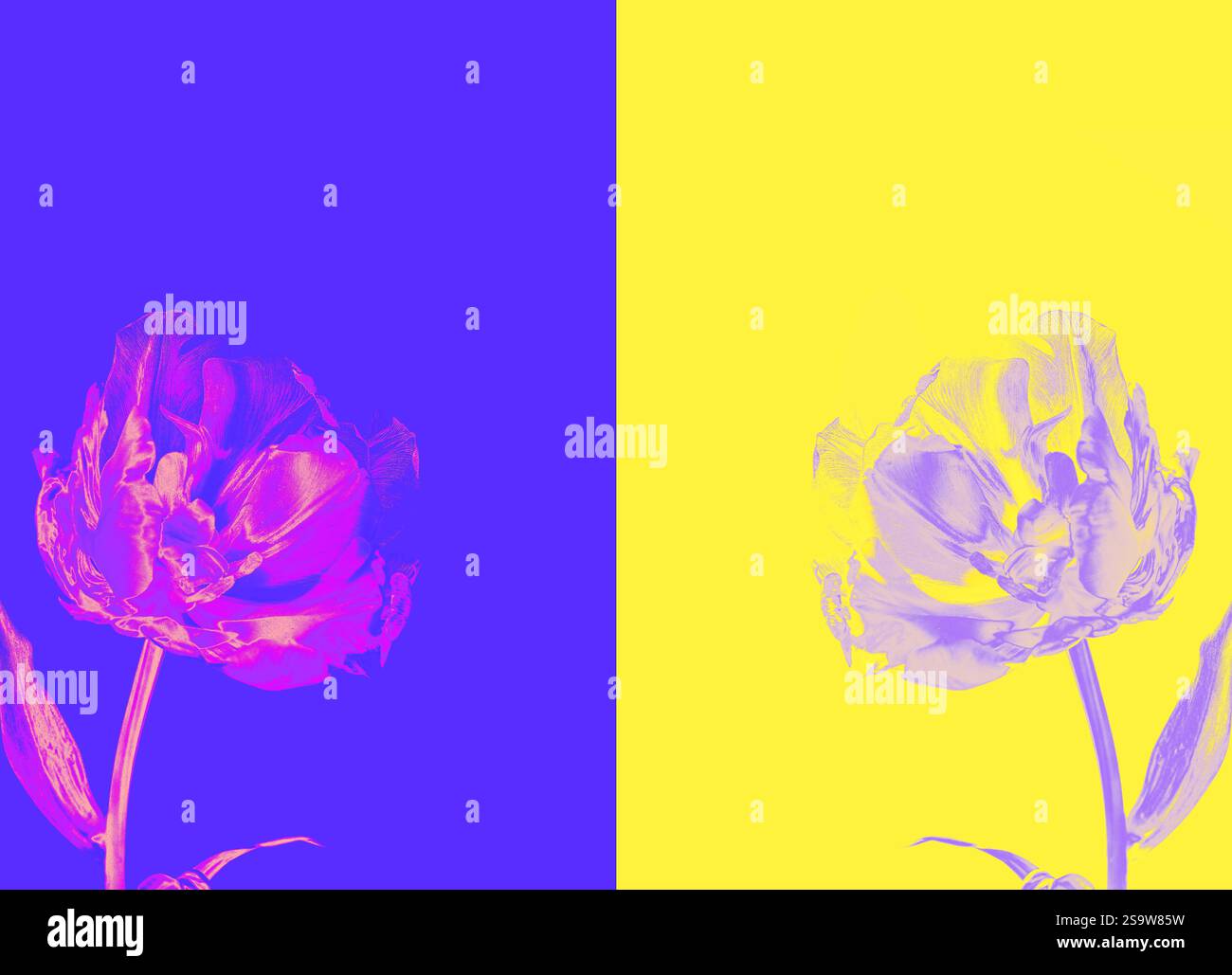 Pop art design of multicoloured tulips. Pop art gradient effect flowers ...
