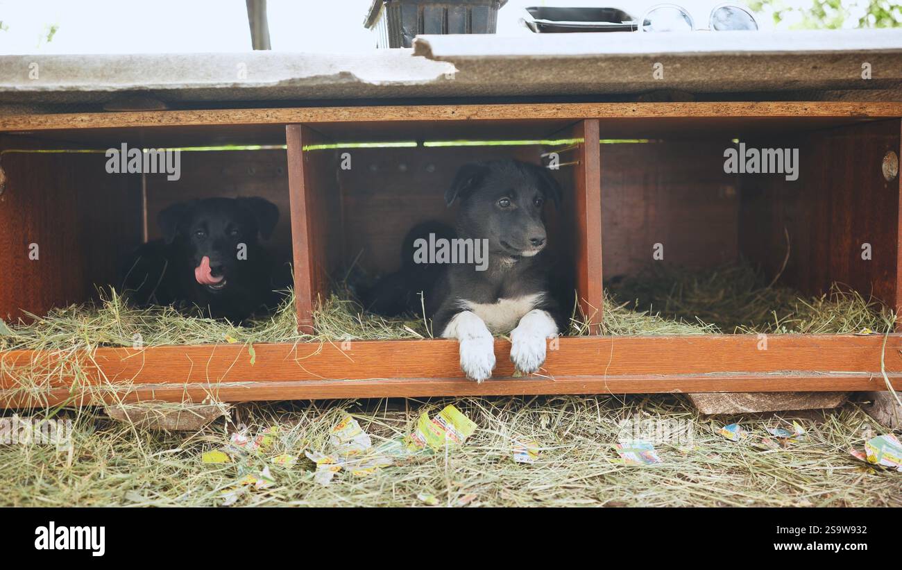 Black dogs lounging together inside wooden kennel, resting on hay ...