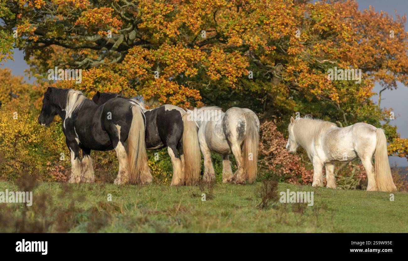 Horses (Equus ferus caballus, ponies) standing next to an oak tree ...