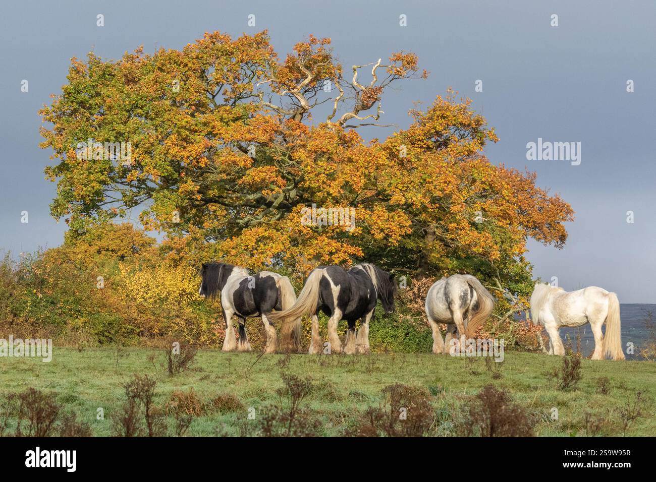 Horses (Equus ferus caballus, ponies) standing next to an oak tree ...