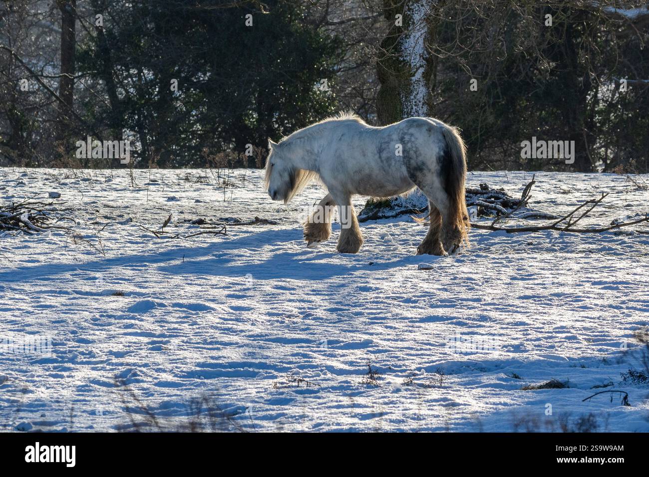 Horse removing snow hi-res stock photography and images - Alamy