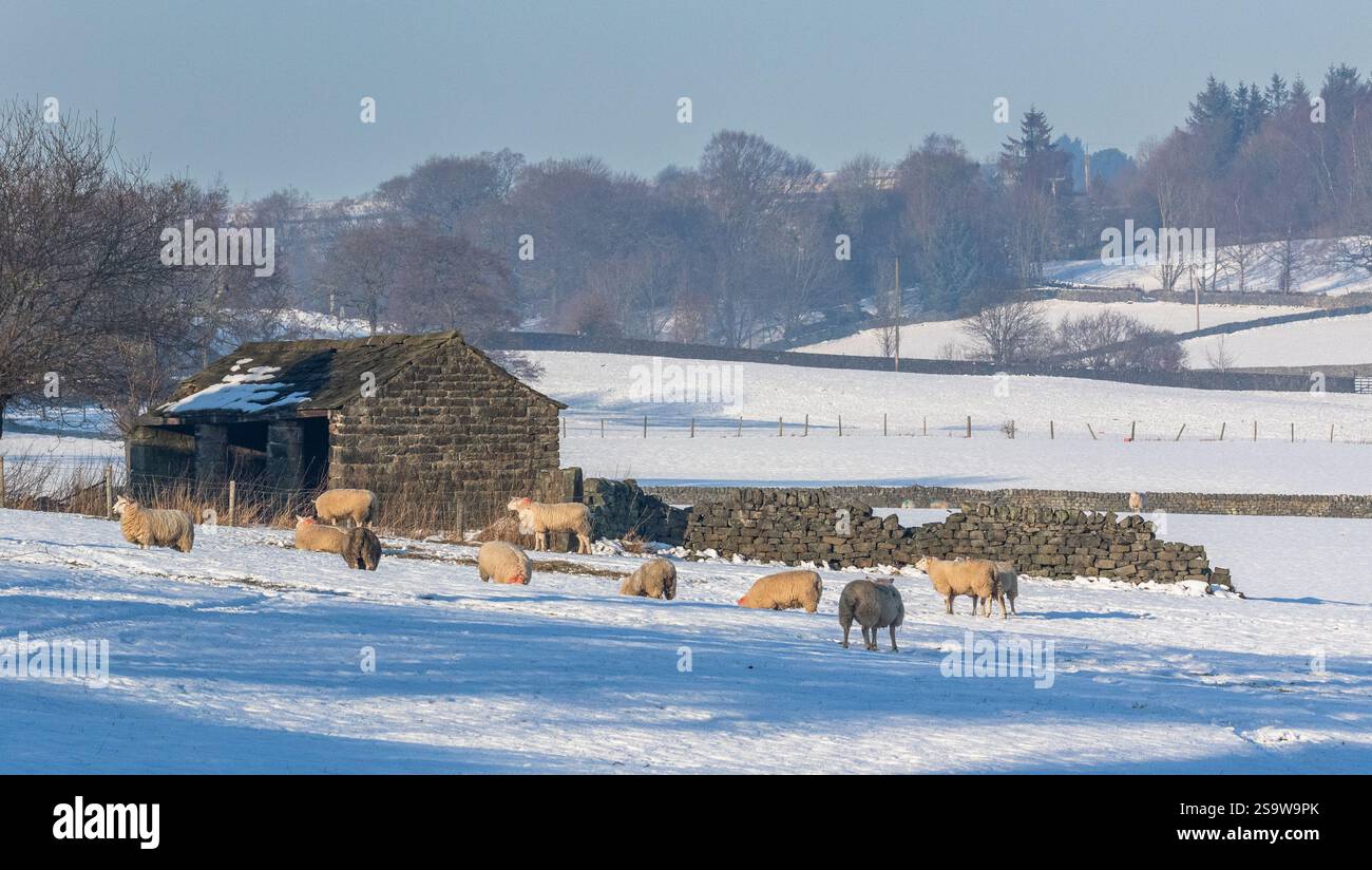 Provide livestock with shelter hi-res stock photography and images - Alamy