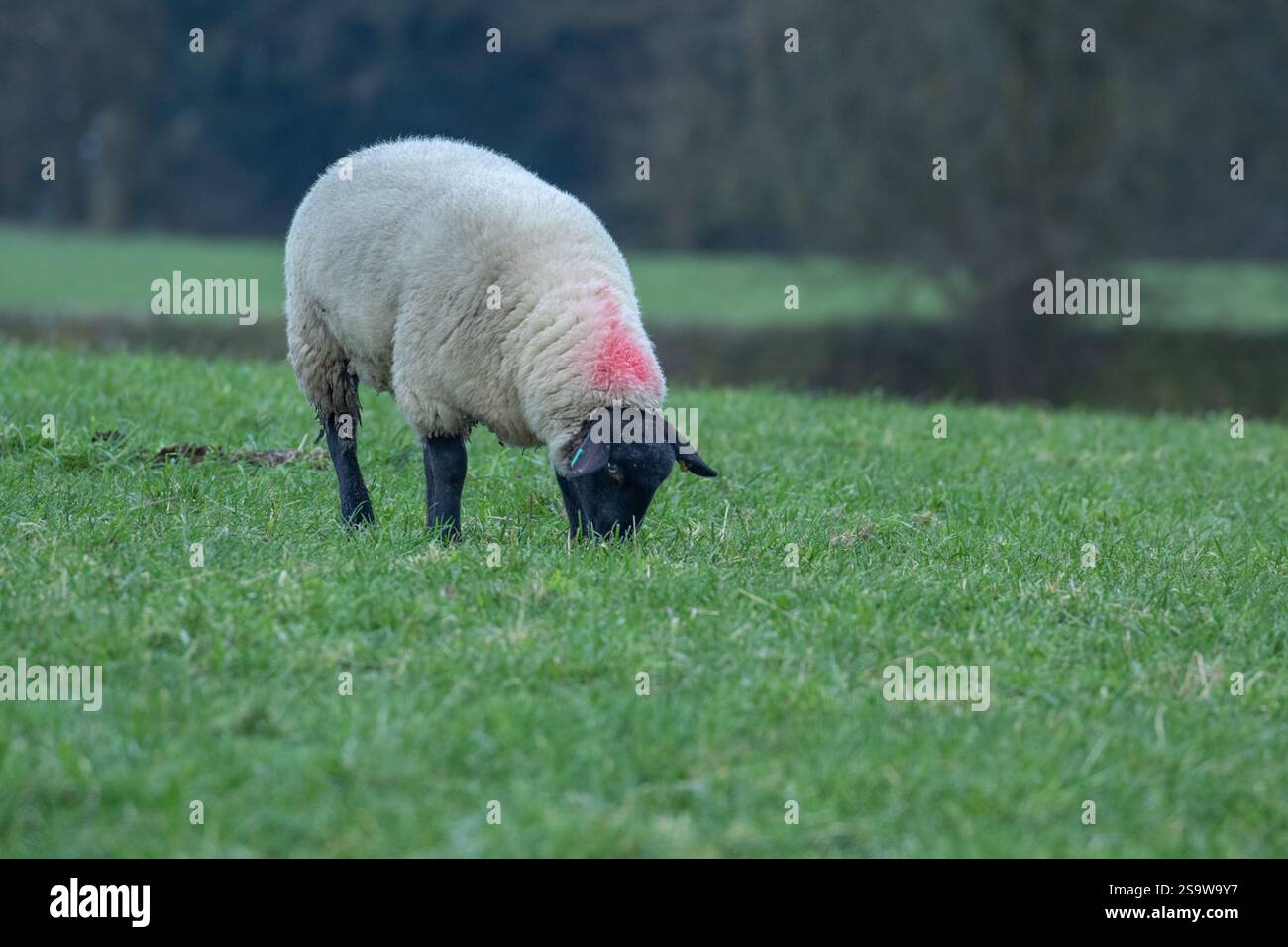 Sheep paint identification hi-res stock photography and images - Alamy