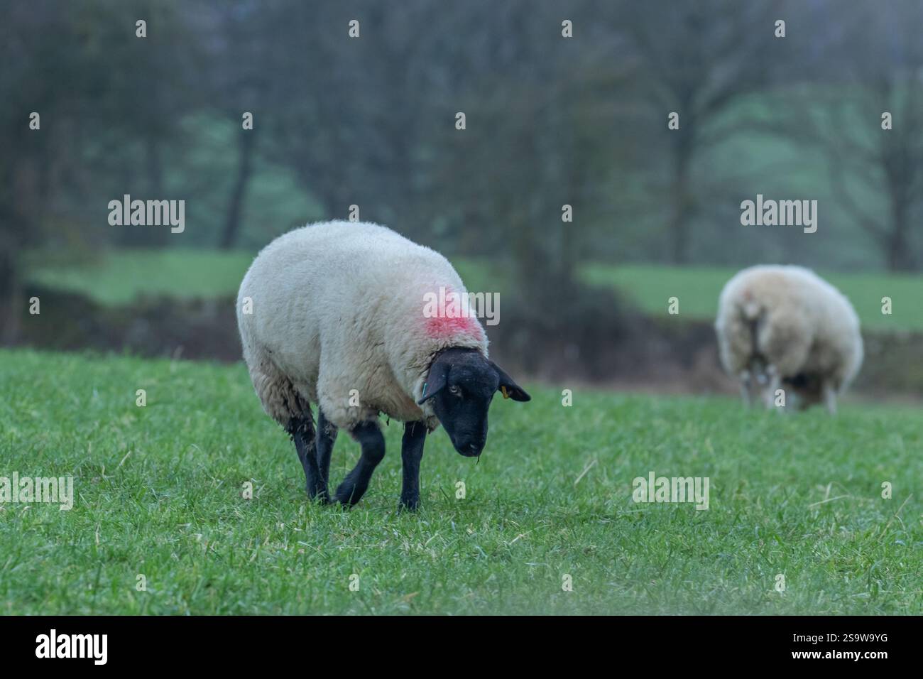 Paint mark on sheep fleece hi-res stock photography and images - Alamy