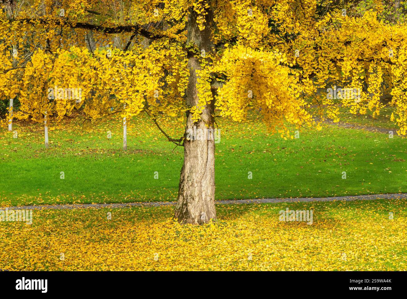 Displays ginkgo leaves hi-res stock photography and images - Alamy