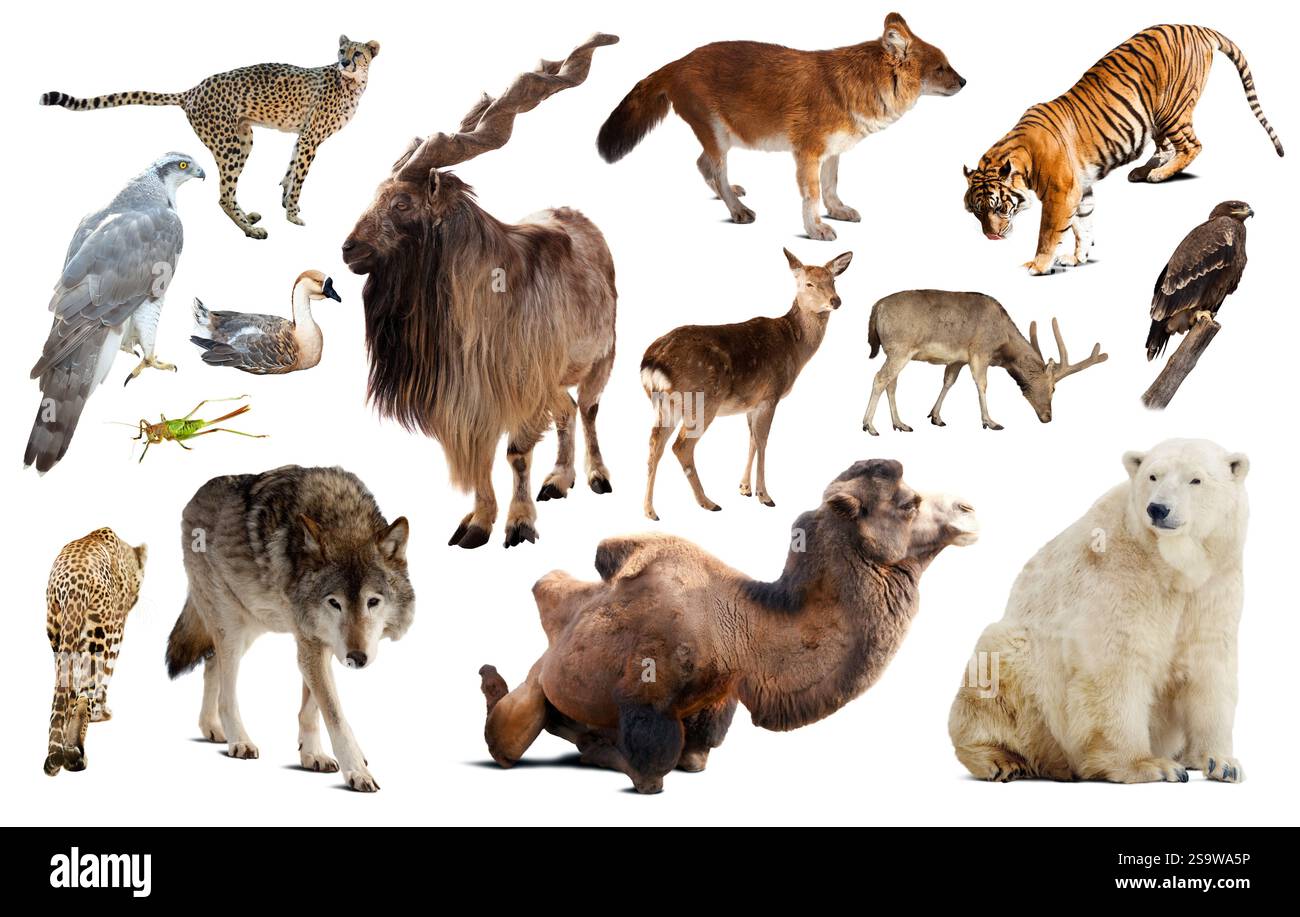 asia animals isolated Stock Photo - Alamy