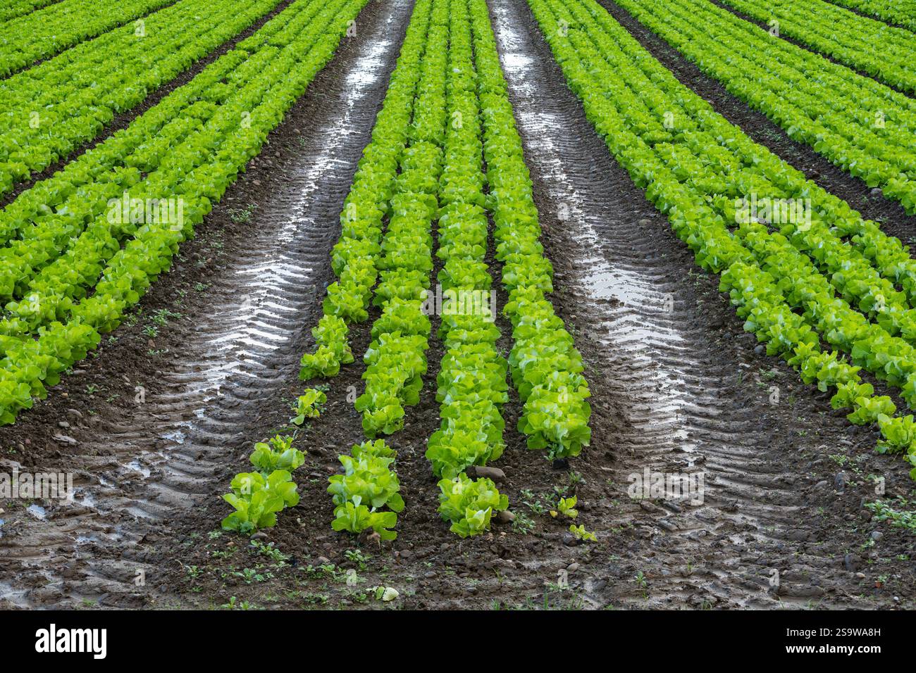 A lush field of lettuce plants grown in neat rows. The dark soil shows ...