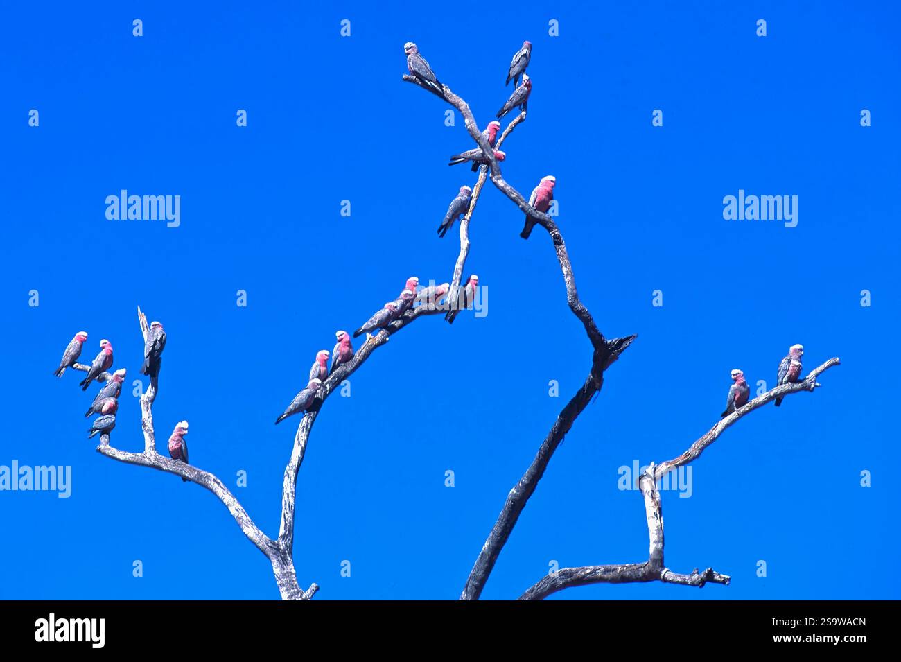 Flock of Galah (Eolophus roseicapilla) gathers on a dead tree in ...